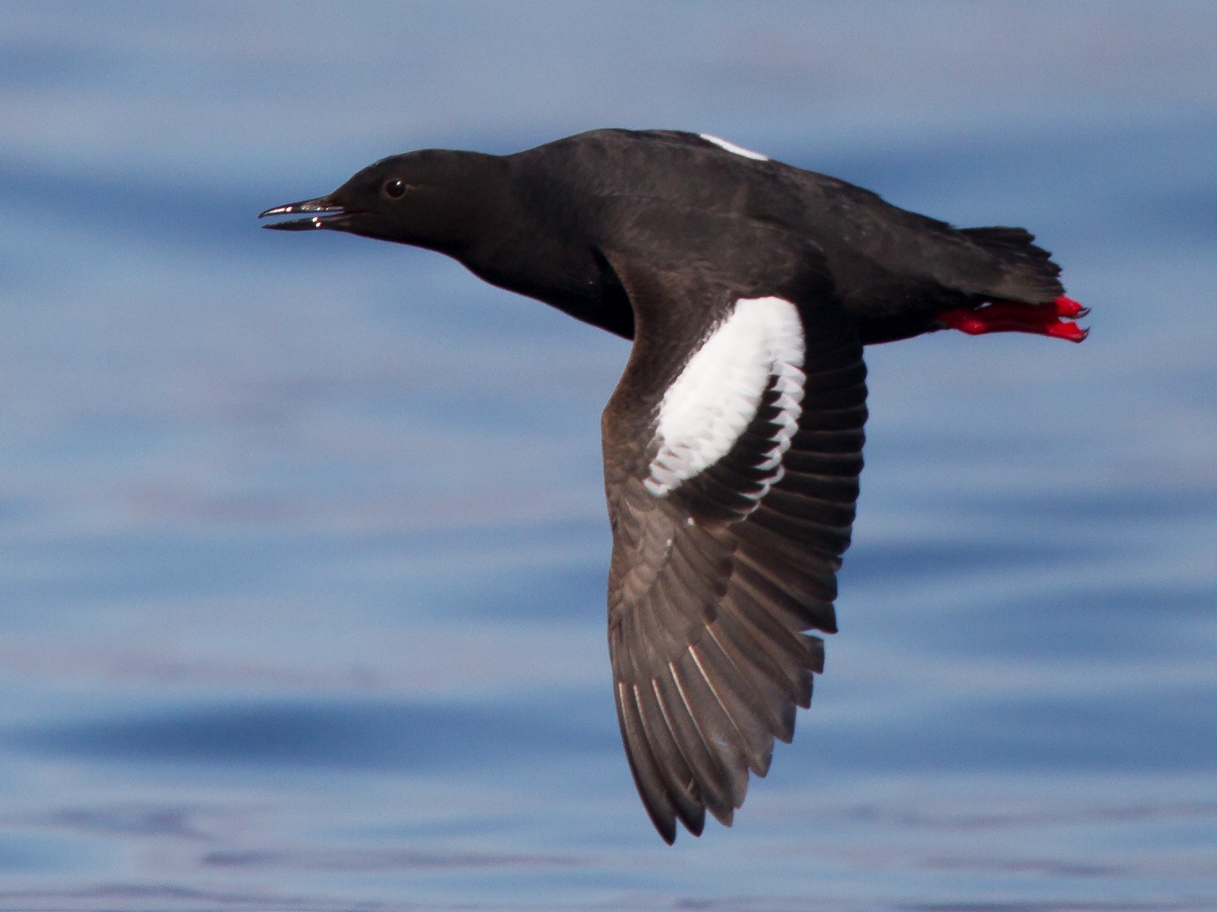 Pigeon Guillemot - eBird