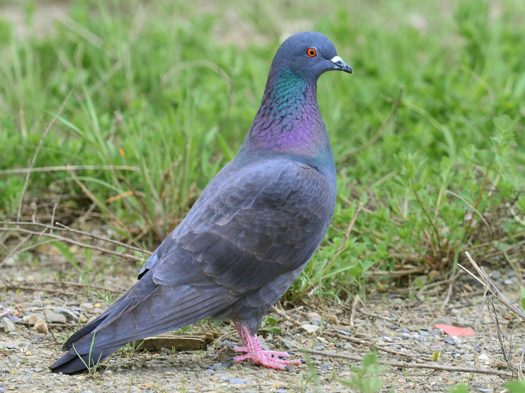 Rock Pigeon - eBird