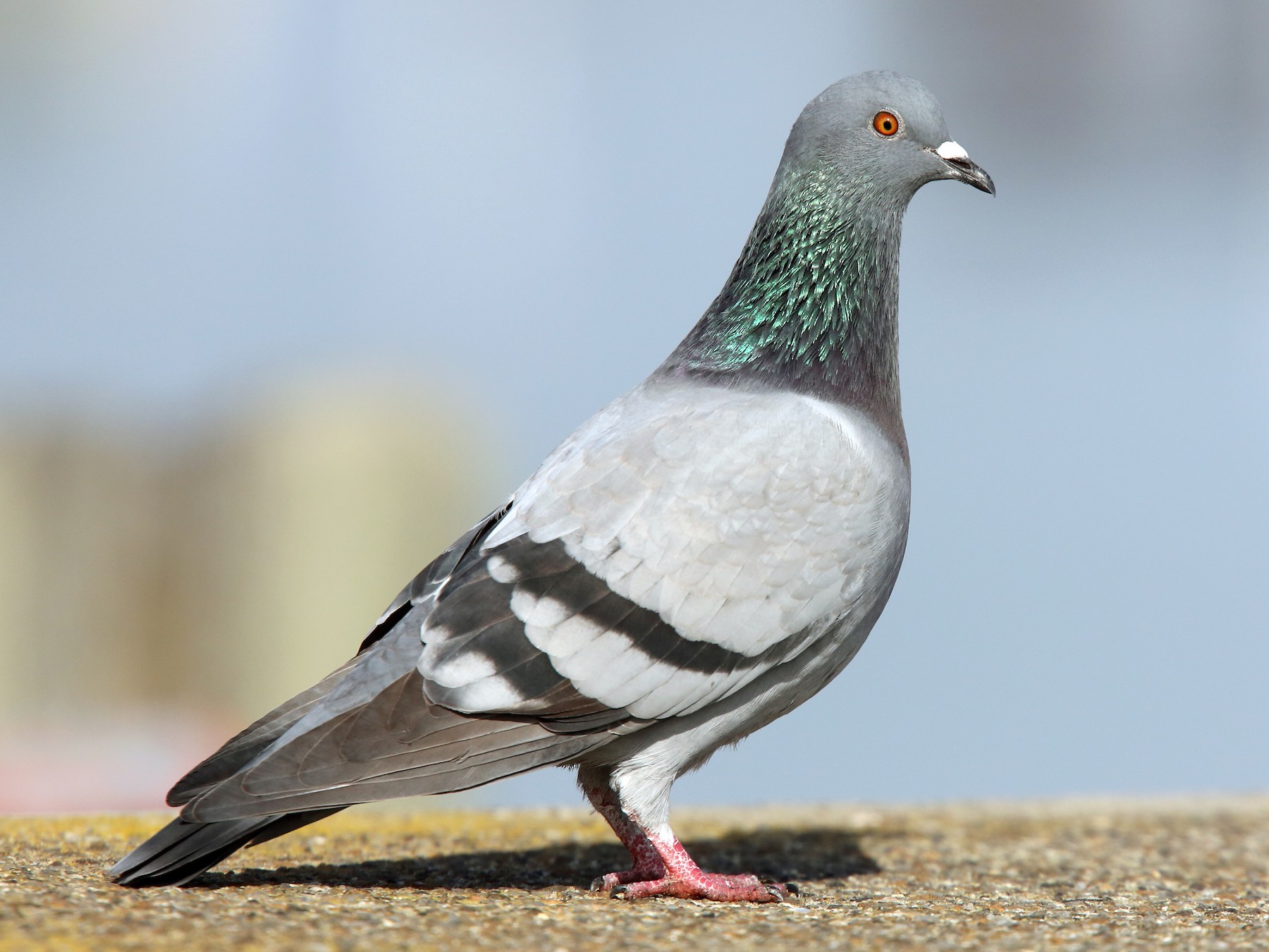 Rock Pigeon - eBird