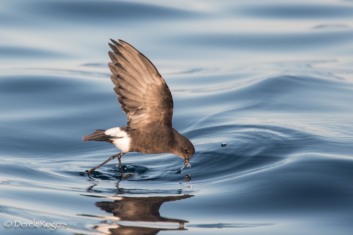 eBird Checklist - 9 Aug 2017 - NYS Pelagic Waters (The Claw) - 4 ...