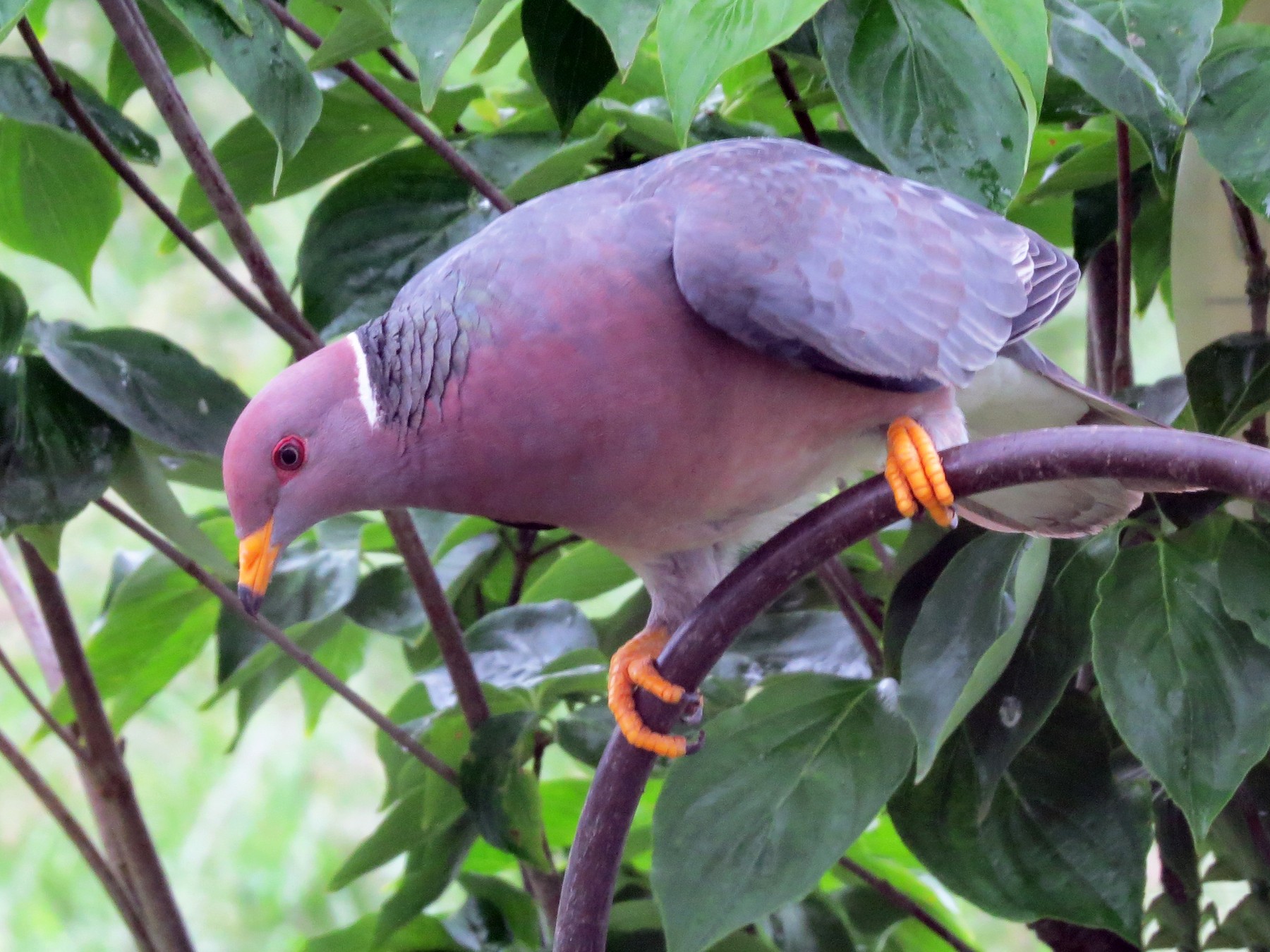 Band-tailed Pigeon - eBird