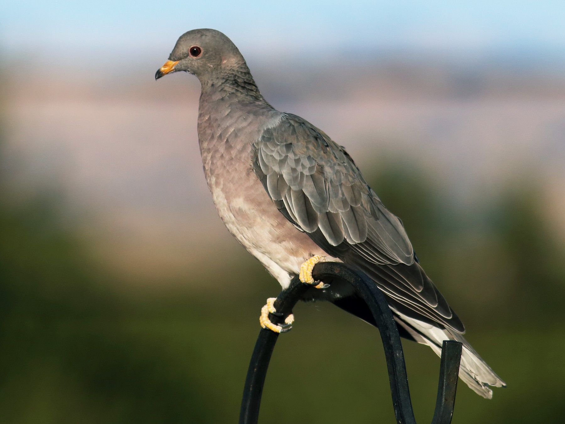 Band-tailed Pigeon - eBird