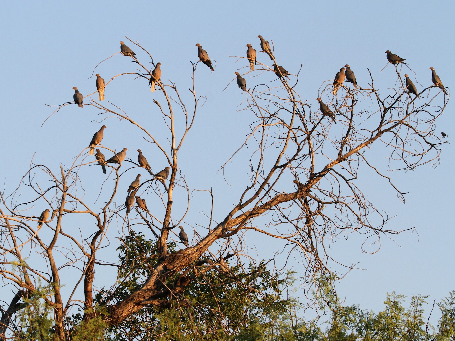 Band-tailed Pigeon - eBird