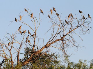 Band-tailed Pigeon - eBird