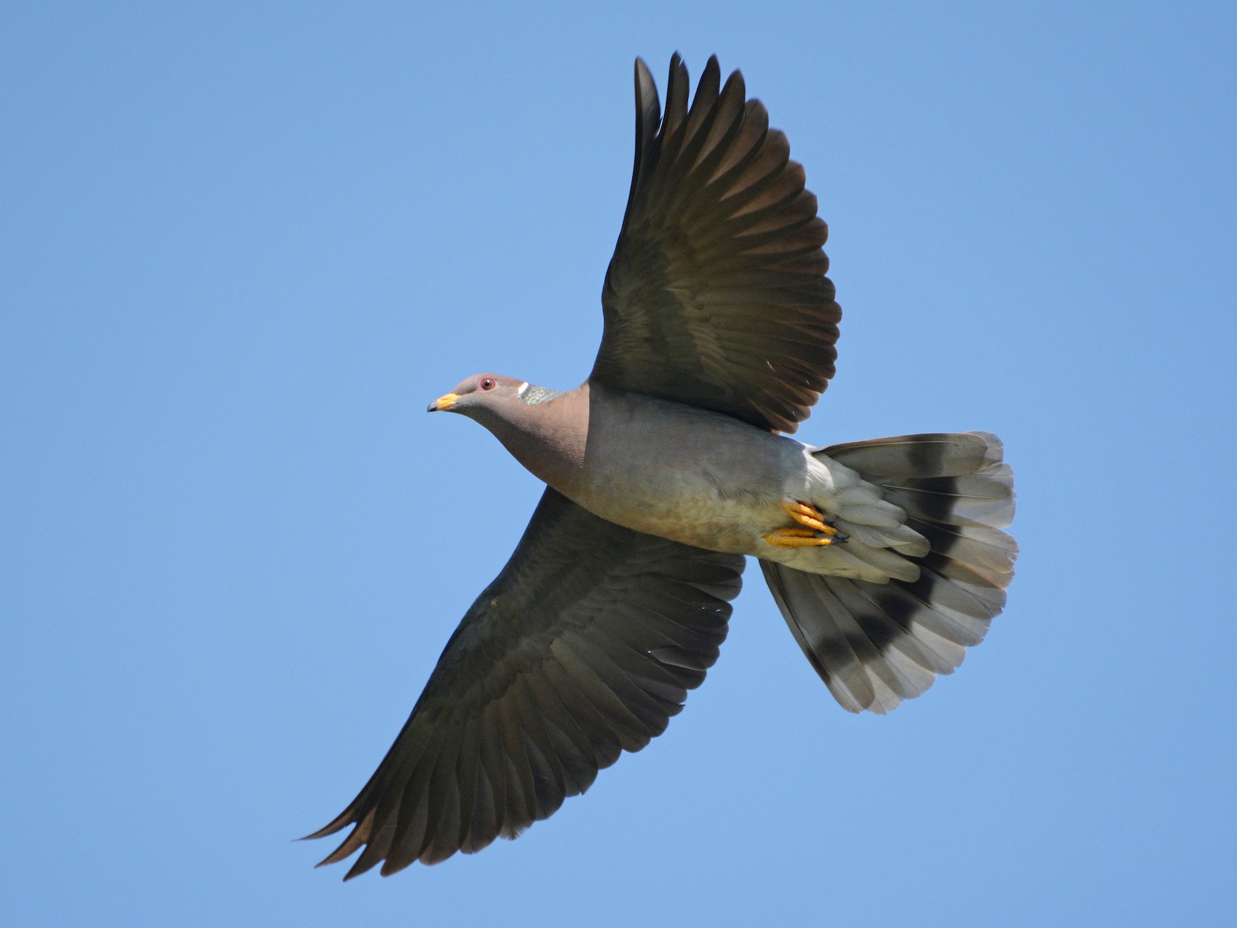 Band-tailed Pigeon - eBird