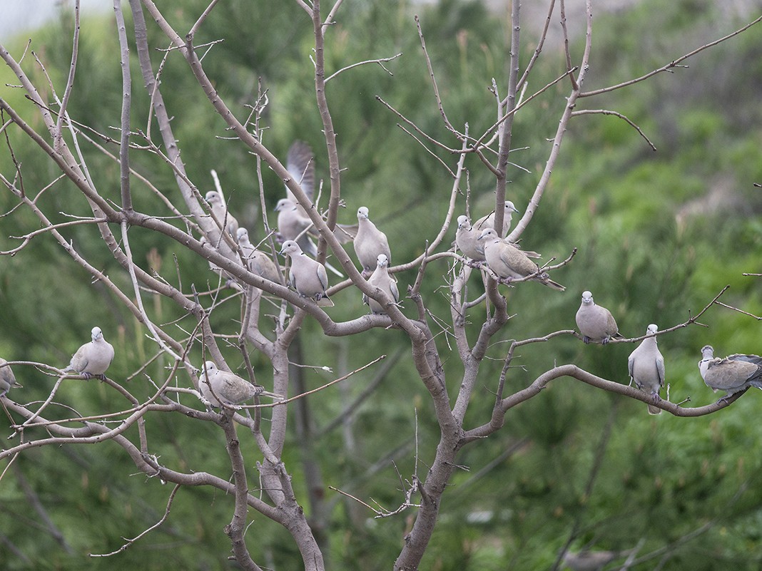 Tourterelle turque - eBird