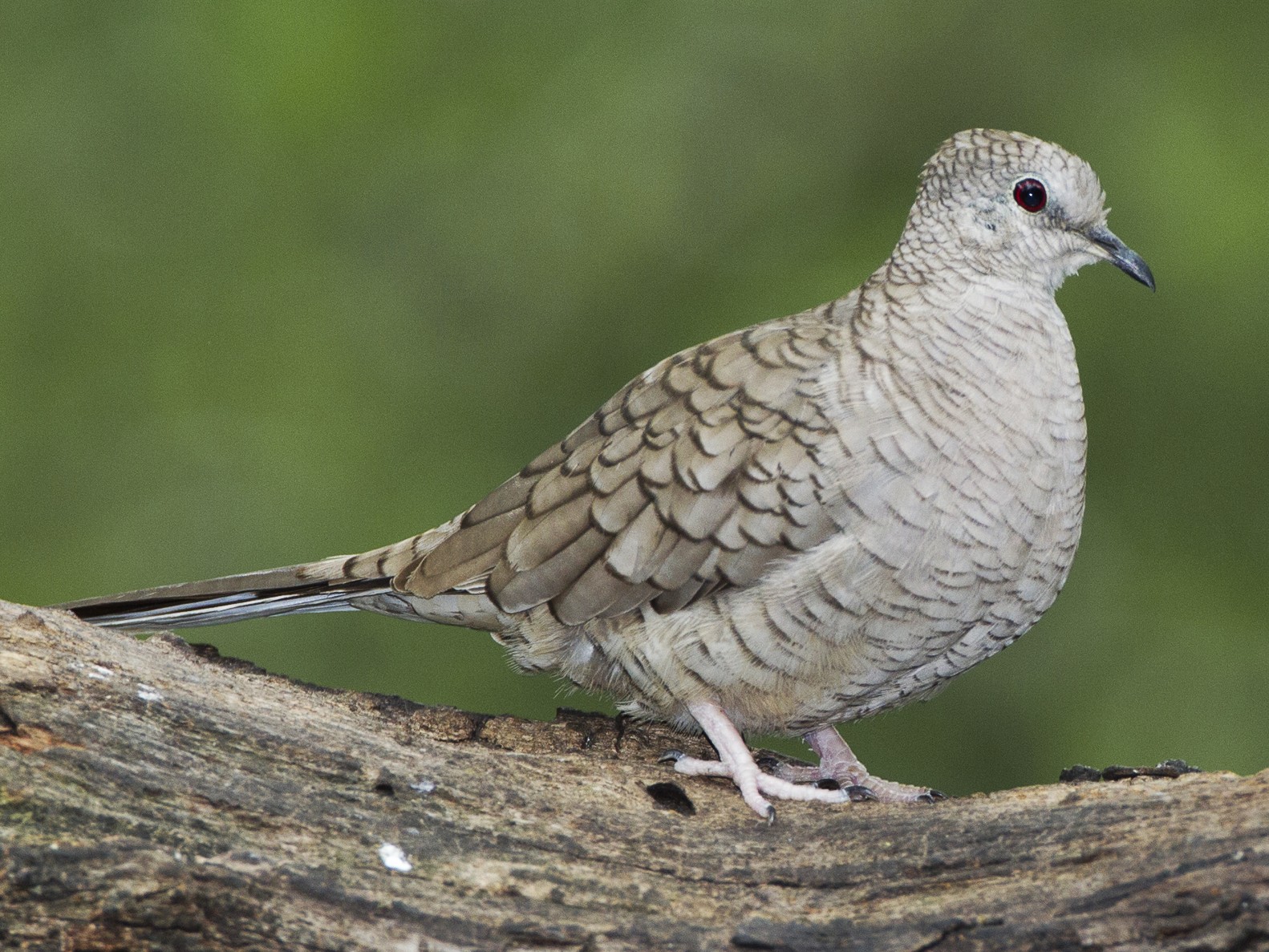 Inca Dove - eBird