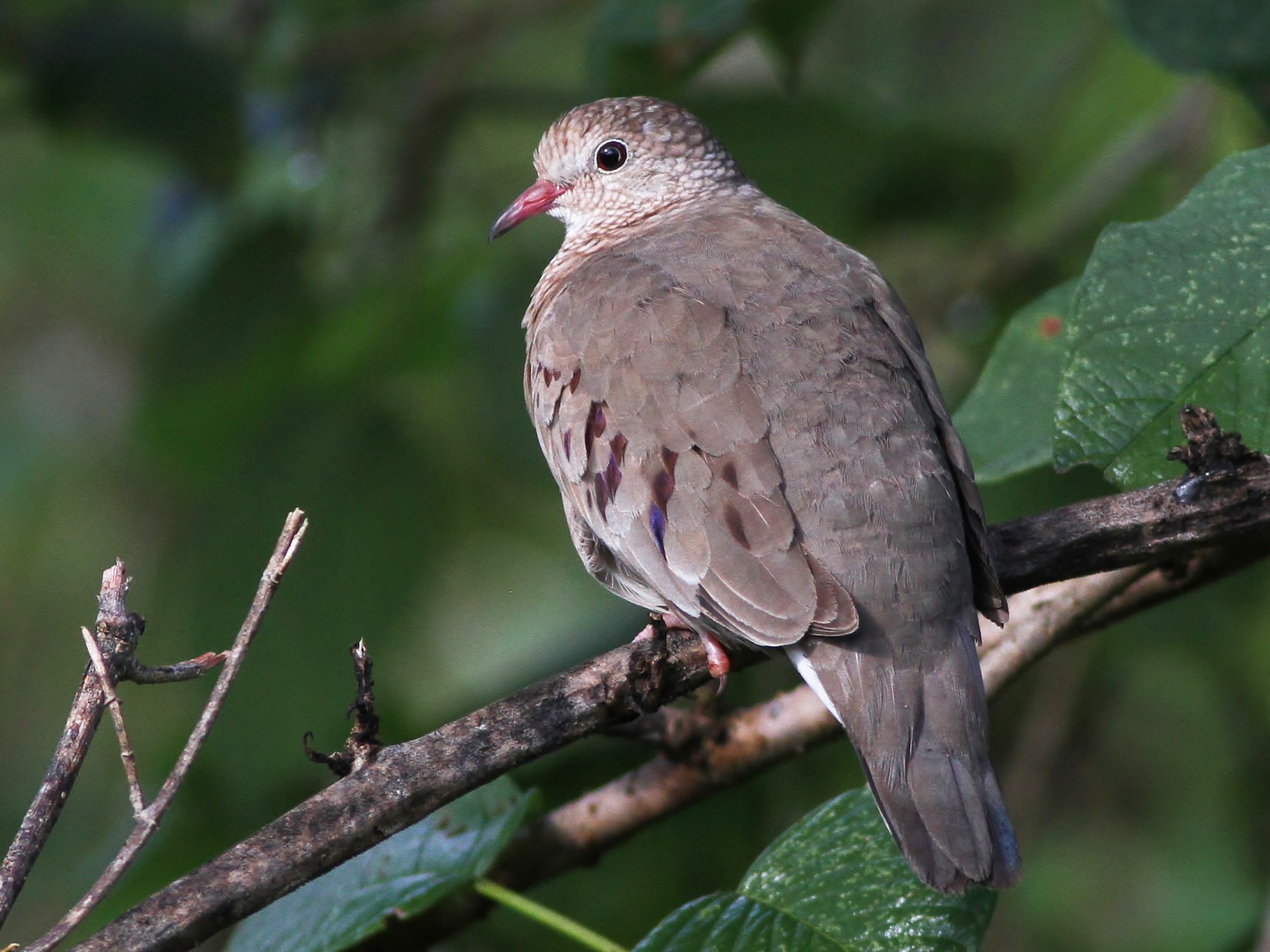 Common Ground Dove - eBird