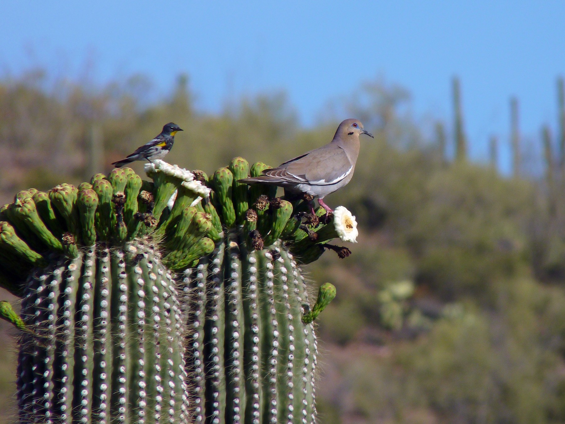 White-winged Dove - eBird