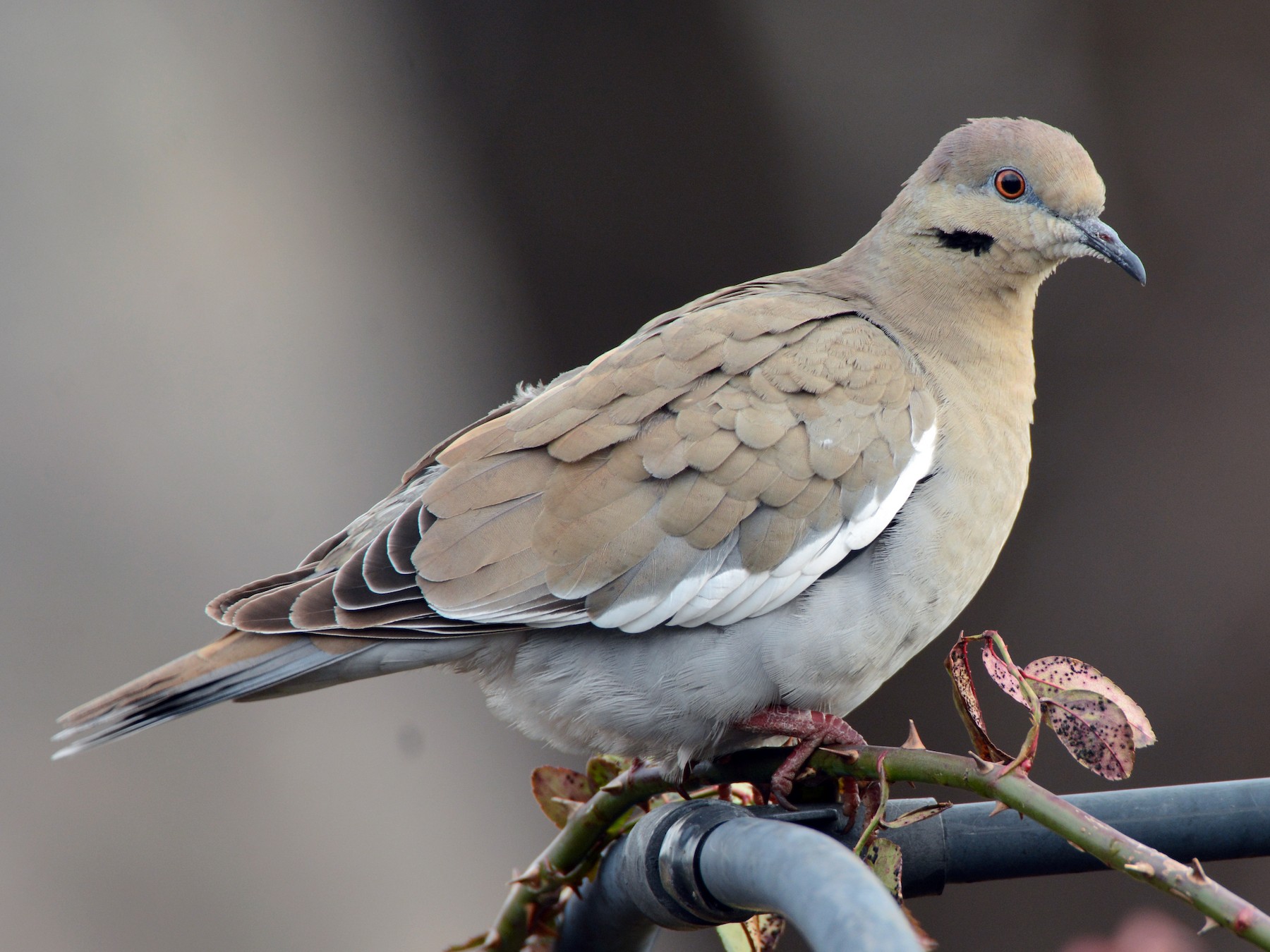 White-winged Dove - eBird