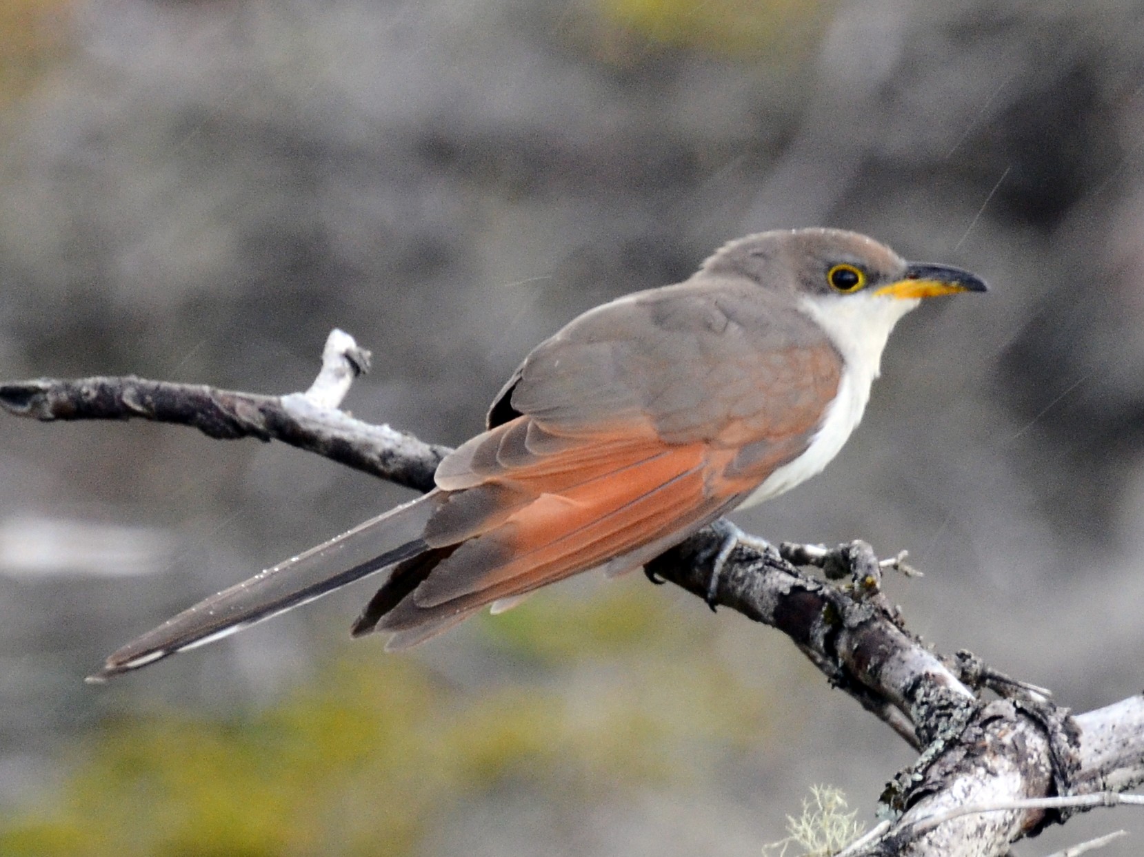 Yellow-billed Cuckoo - eBird