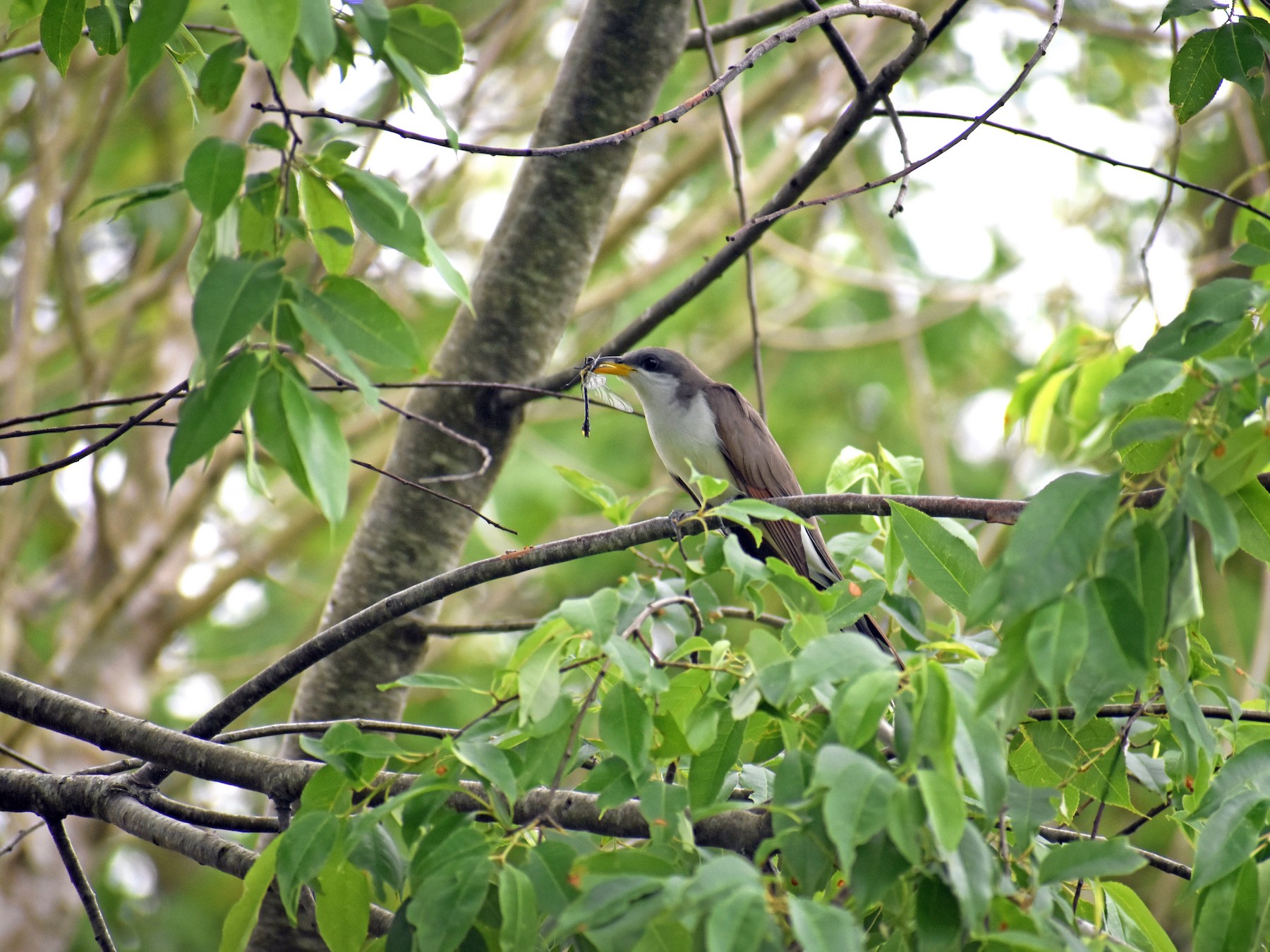 Yellow-billed Cuckoo - eBird