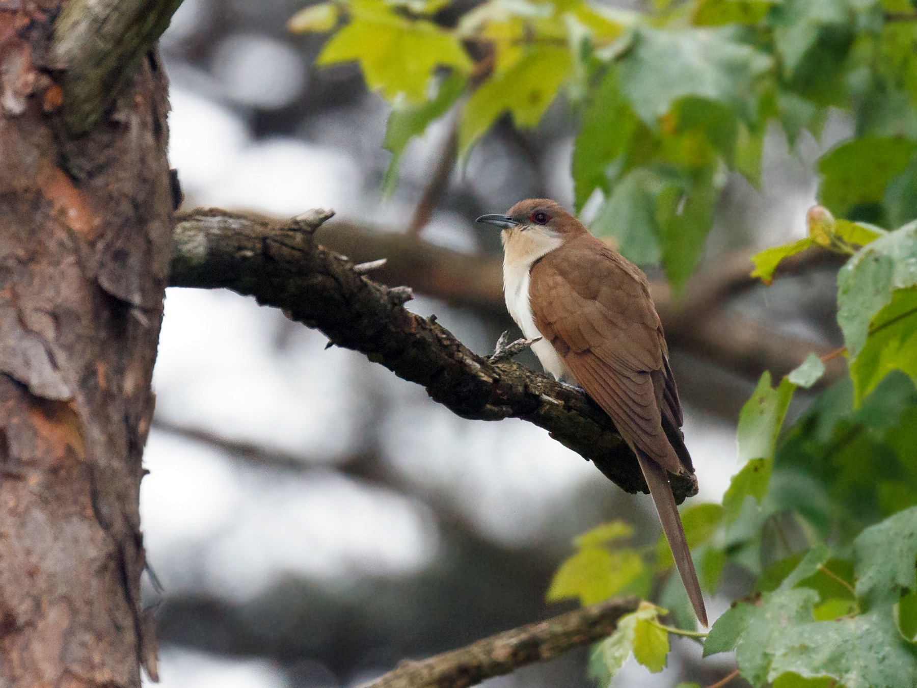 Black-billed Cuckoo - eBird