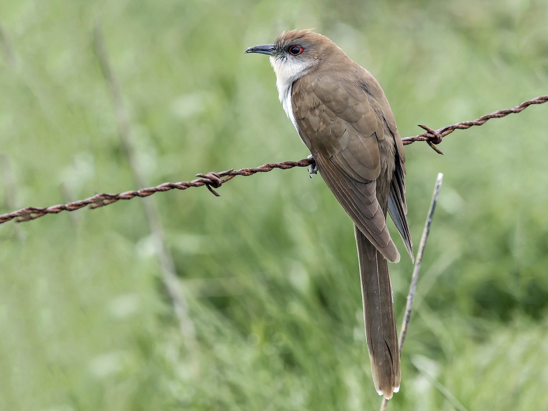 Black-billed Cuckoo - eBird