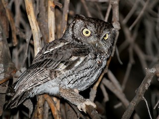 ニシアメリカオオコノハズク - eBird