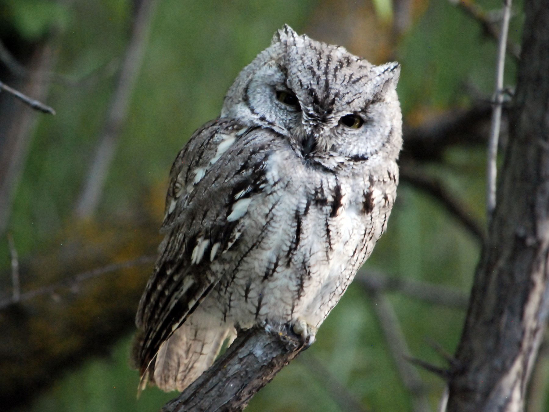 Western Screech-Owl - eBird