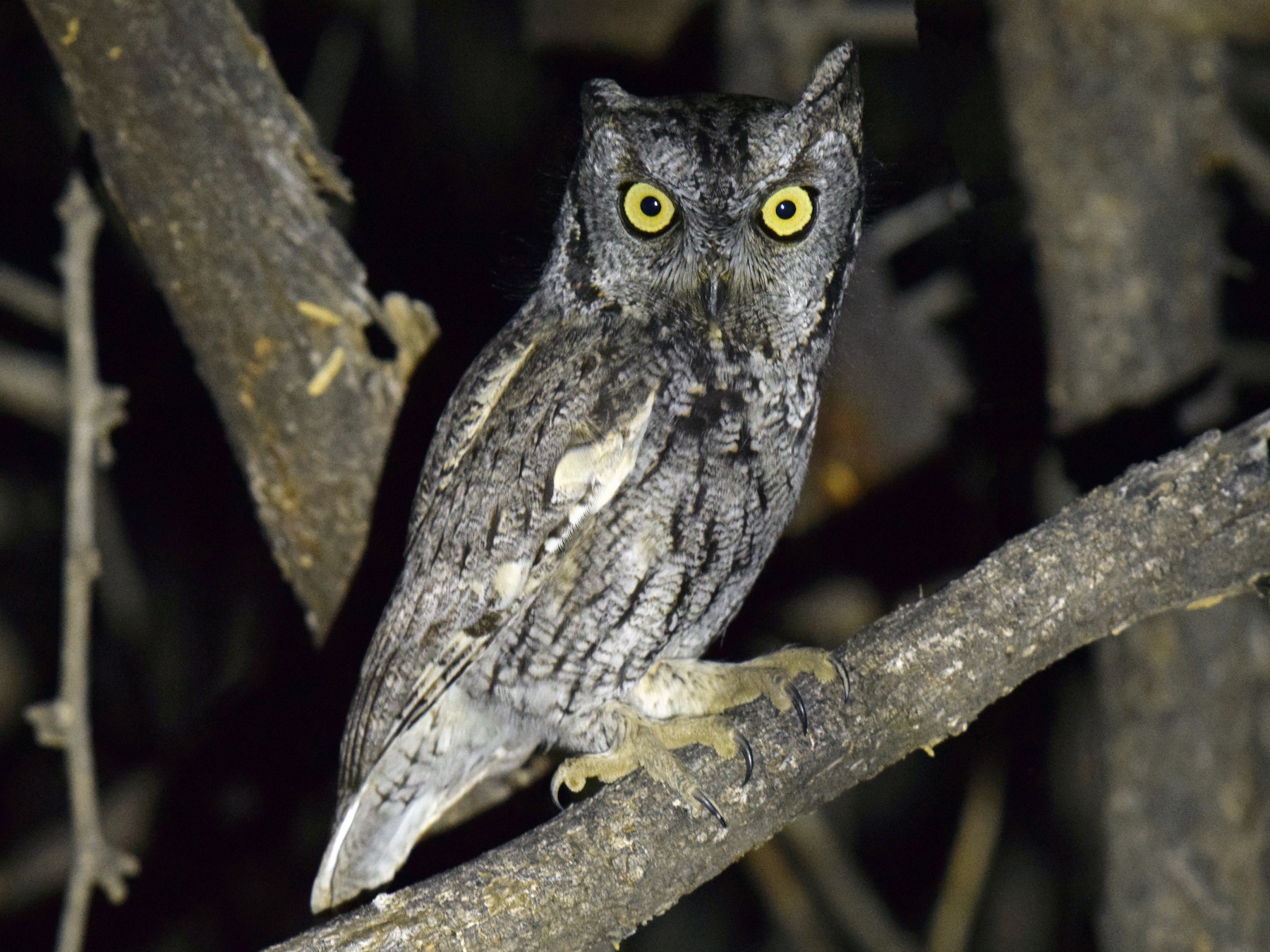 Western Screech-Owl - eBird