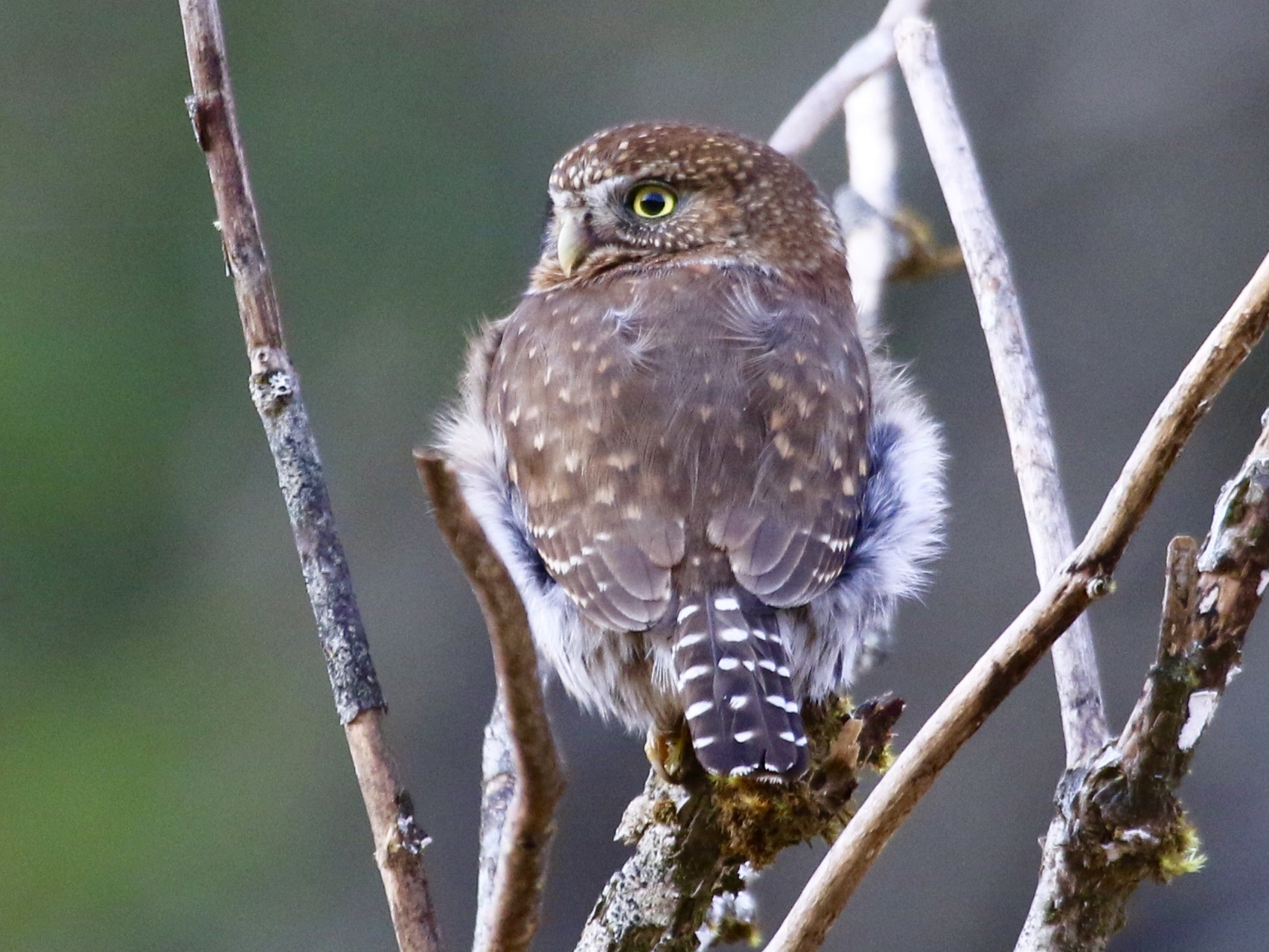 Northern Pygmy-Owl - eBird