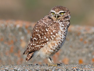 Burrowing Owl - eBird