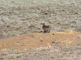 Burrowing Owl - eBird