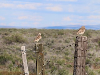 Burrowing Owl - eBird