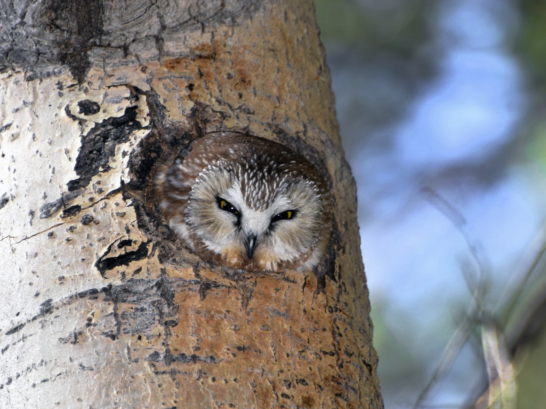 Northern Saw-whet Owl - eBird