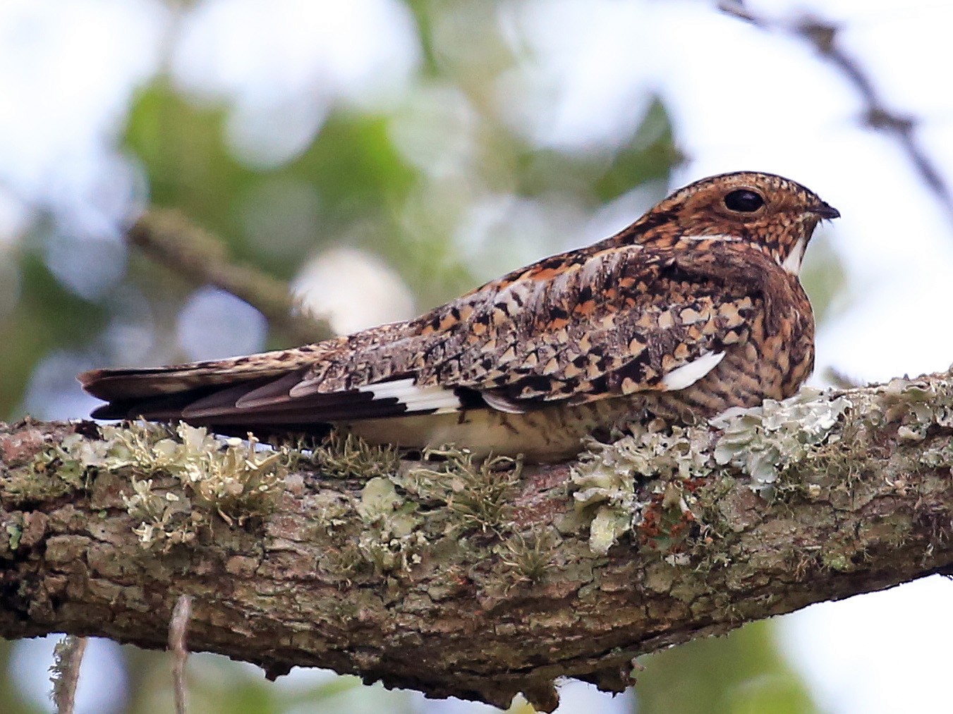 Common Nighthawk - eBird