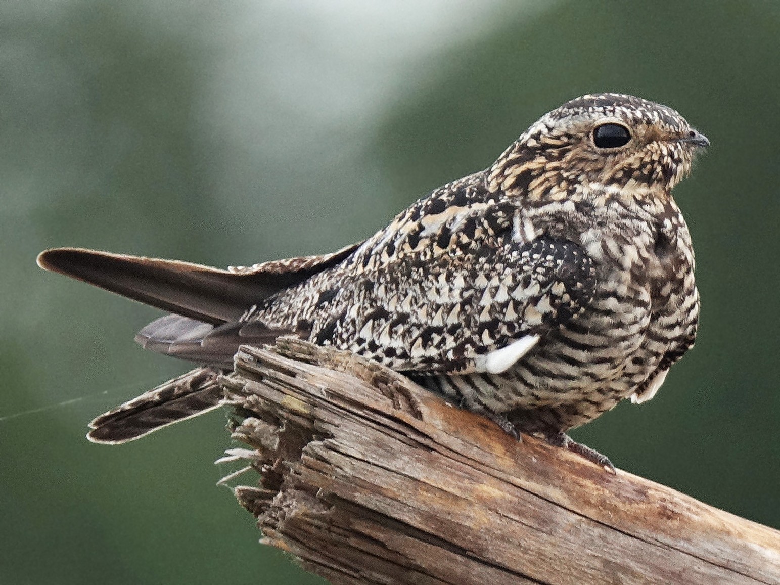 Common Nighthawk - eBird Common Nighthawk - eBird