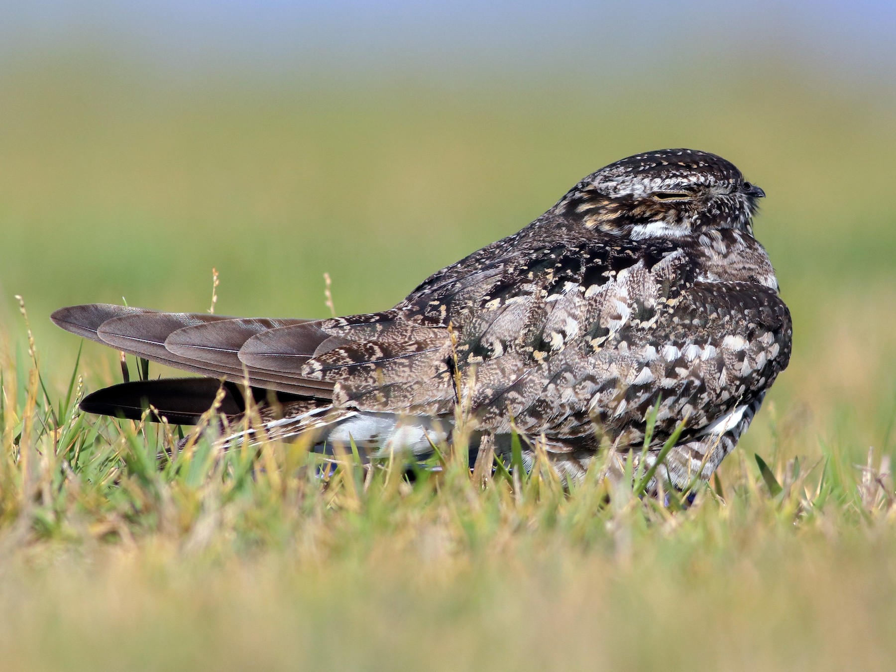 Common Nighthawk - eBird