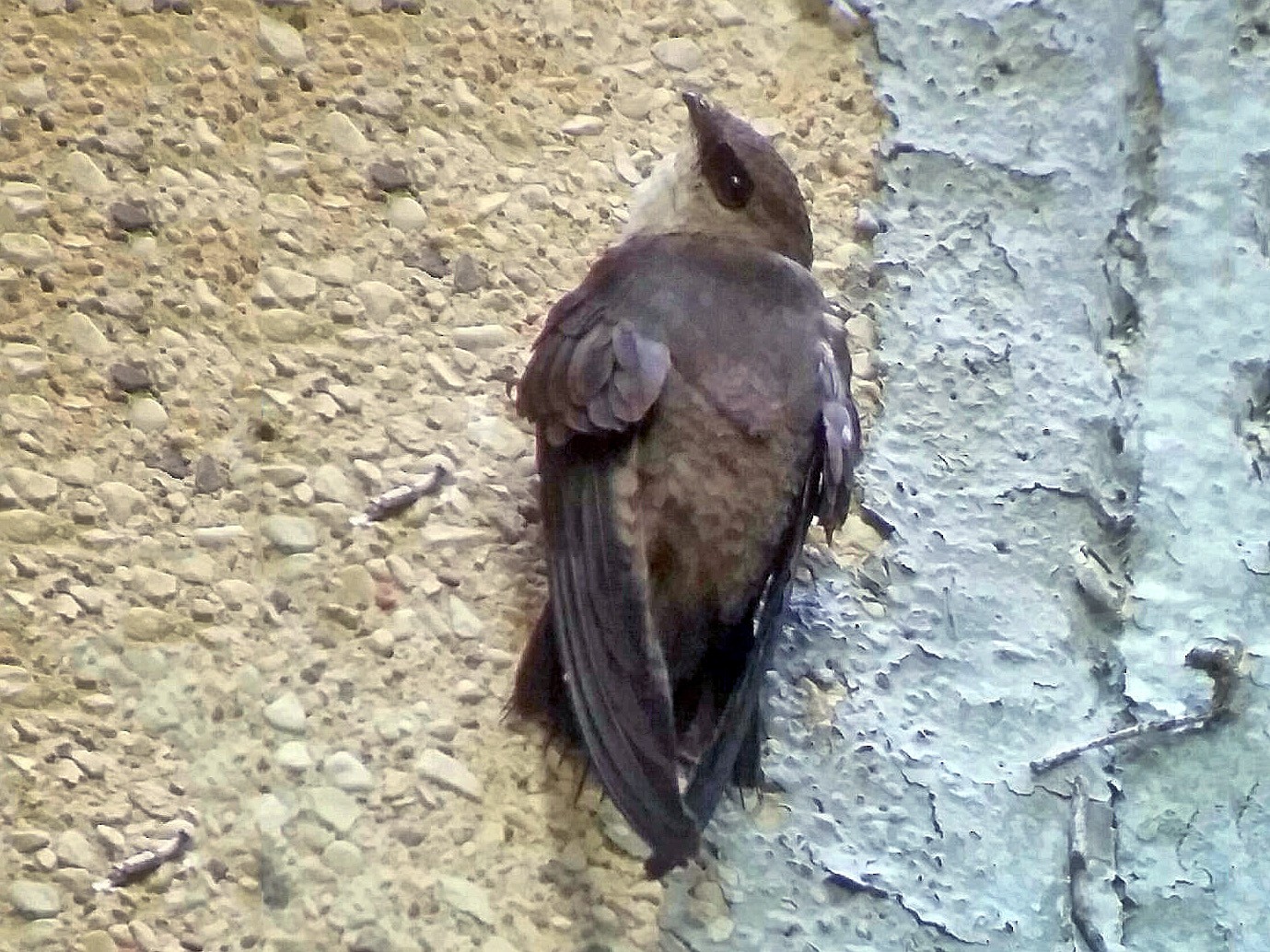 Vencejo de Chimenea - eBird