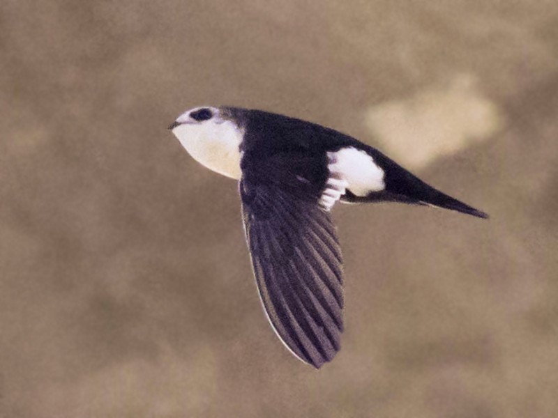 White-throated Swift - eBird