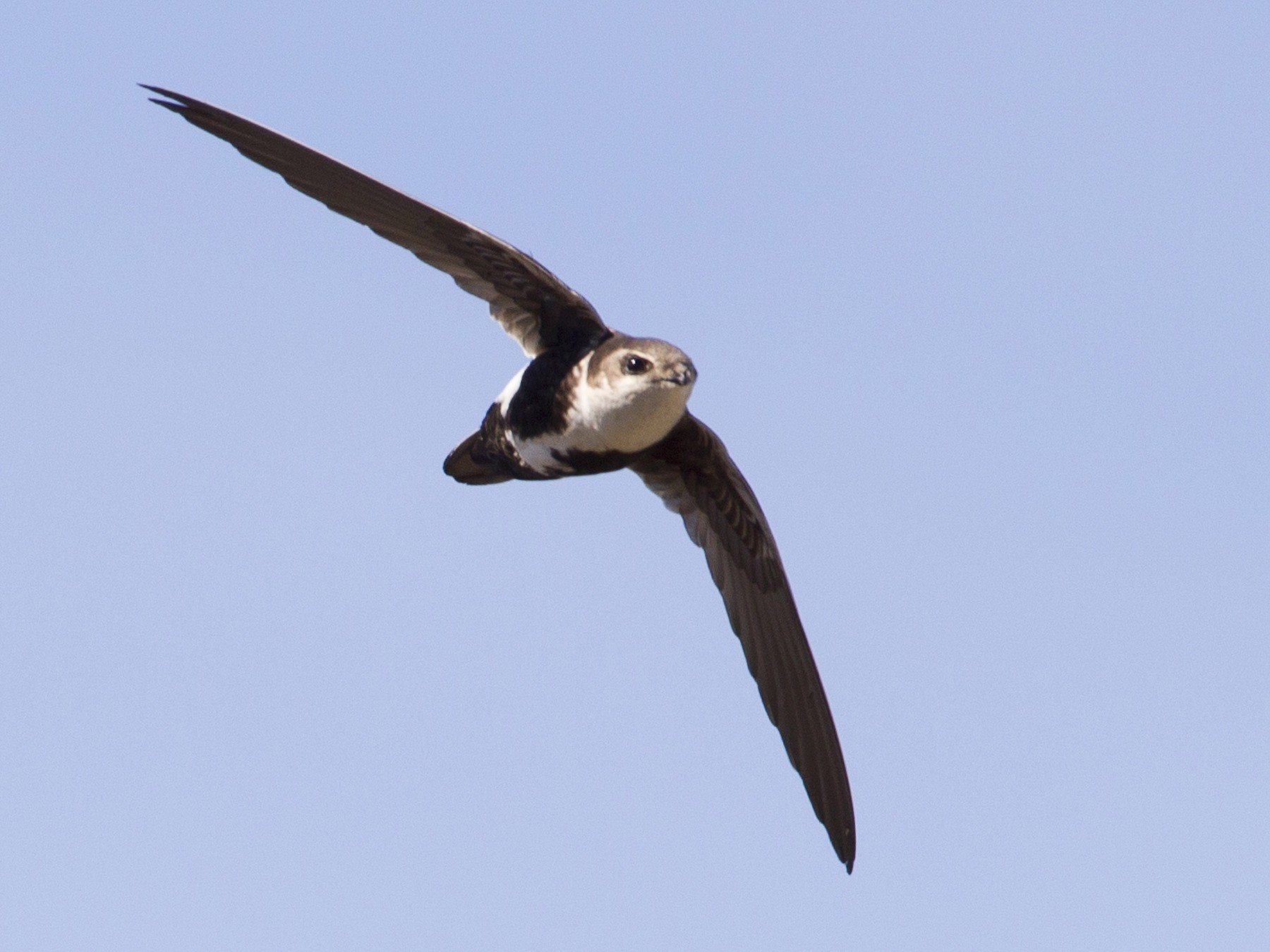 White-throated Swift - eBird