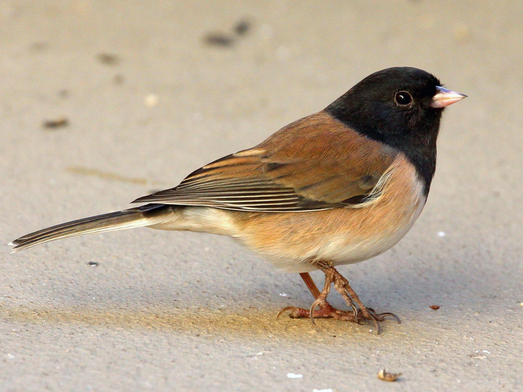 Dark-eyed Junco - eBird