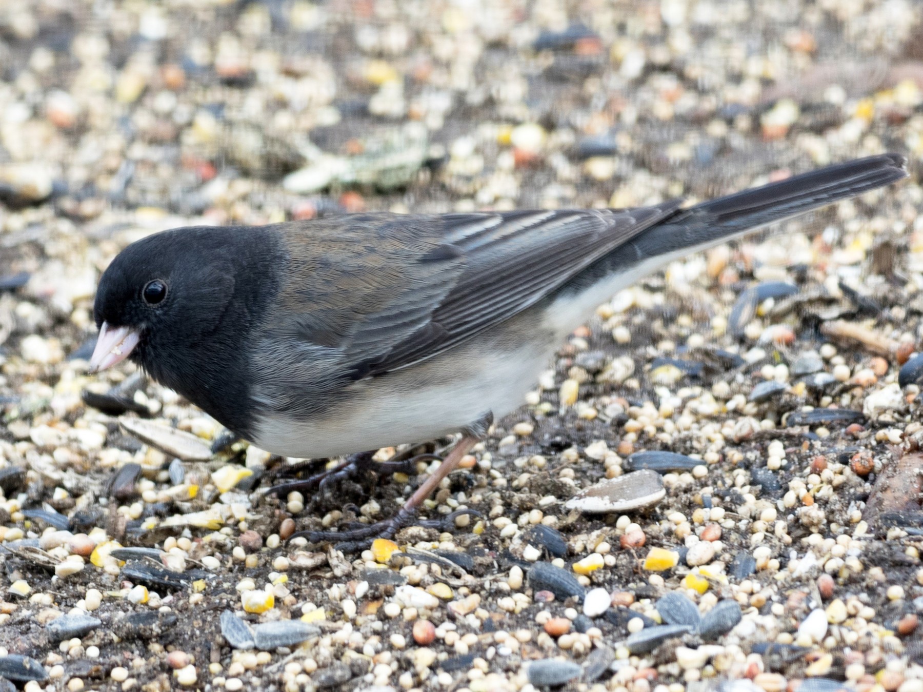 Dark-eyed Junco - eBird