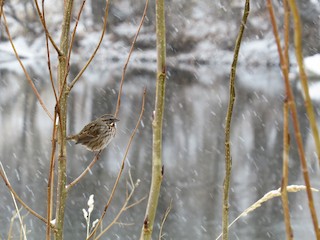 Song Sparrow - eBird
