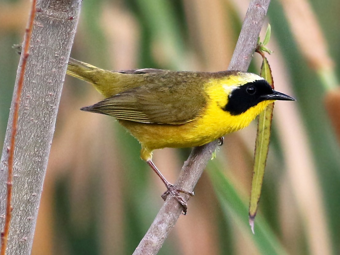 Mascarita Común - eBird