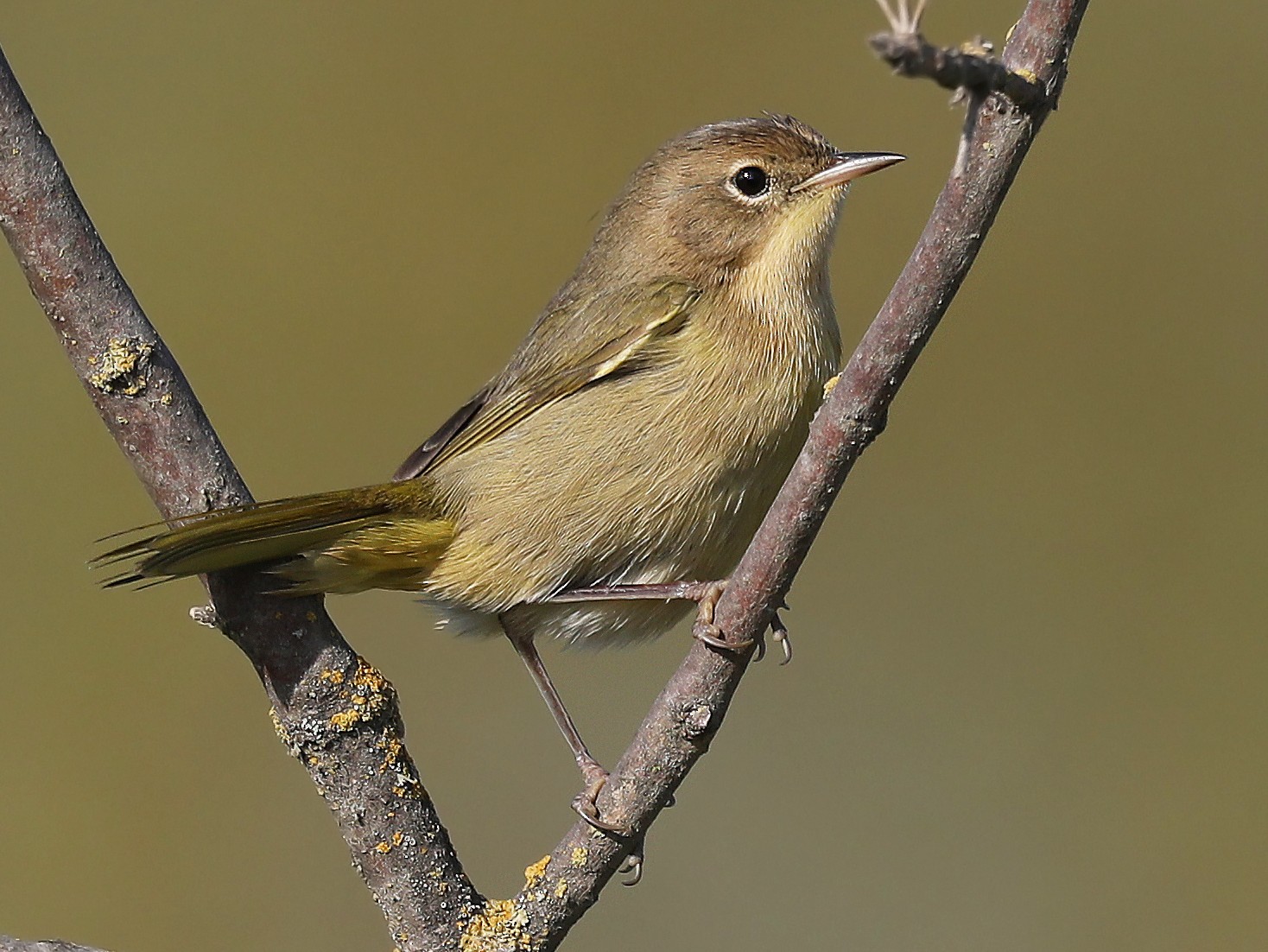 Common Yellowthroat - eBird