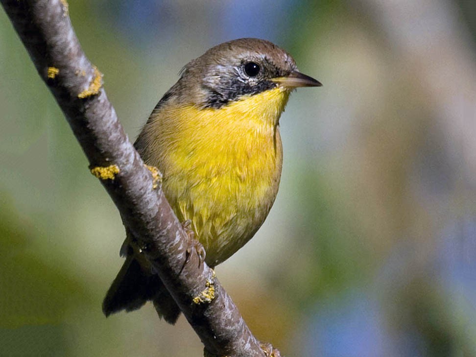 Common Yellowthroat - eBird