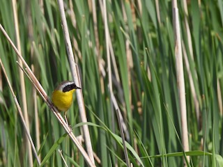 Common Yellowthroat - eBird