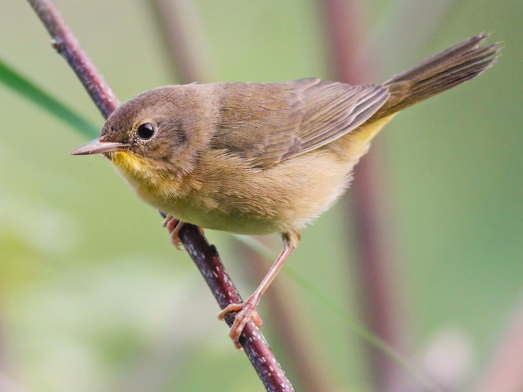 Common Yellowthroat - eBird