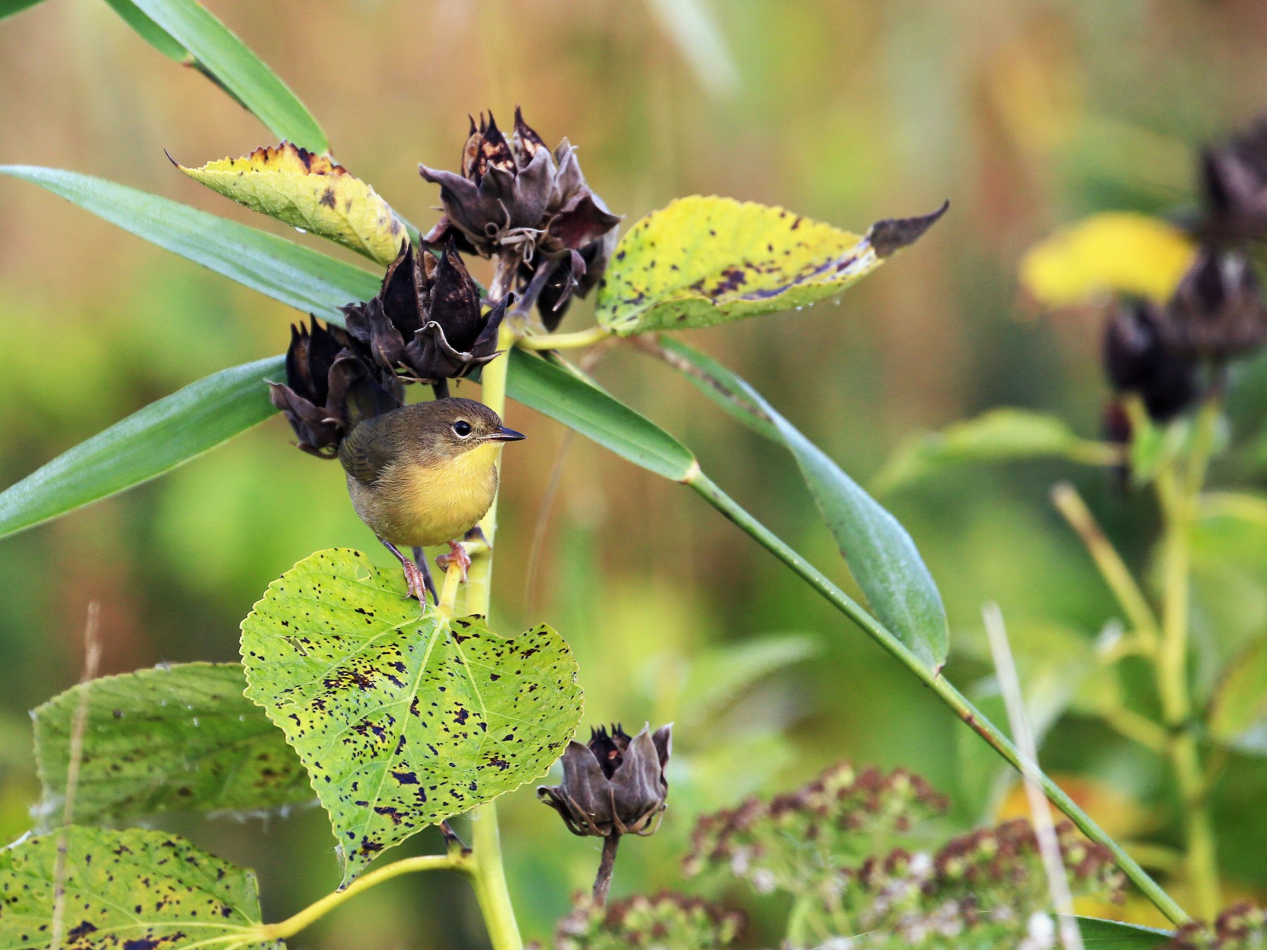 Common Yellowthroat - eBird