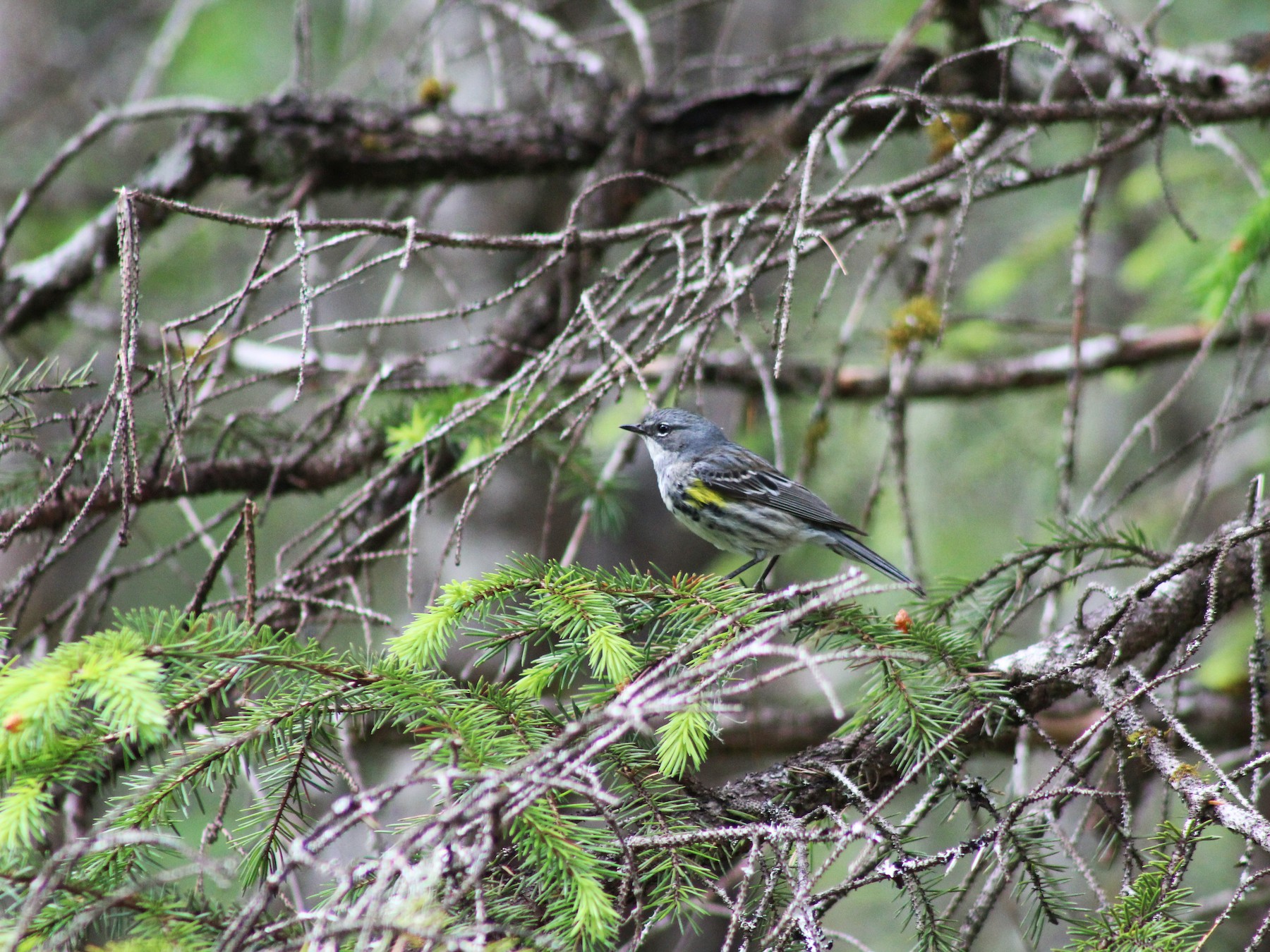Yellow-rumped Warbler - eBird