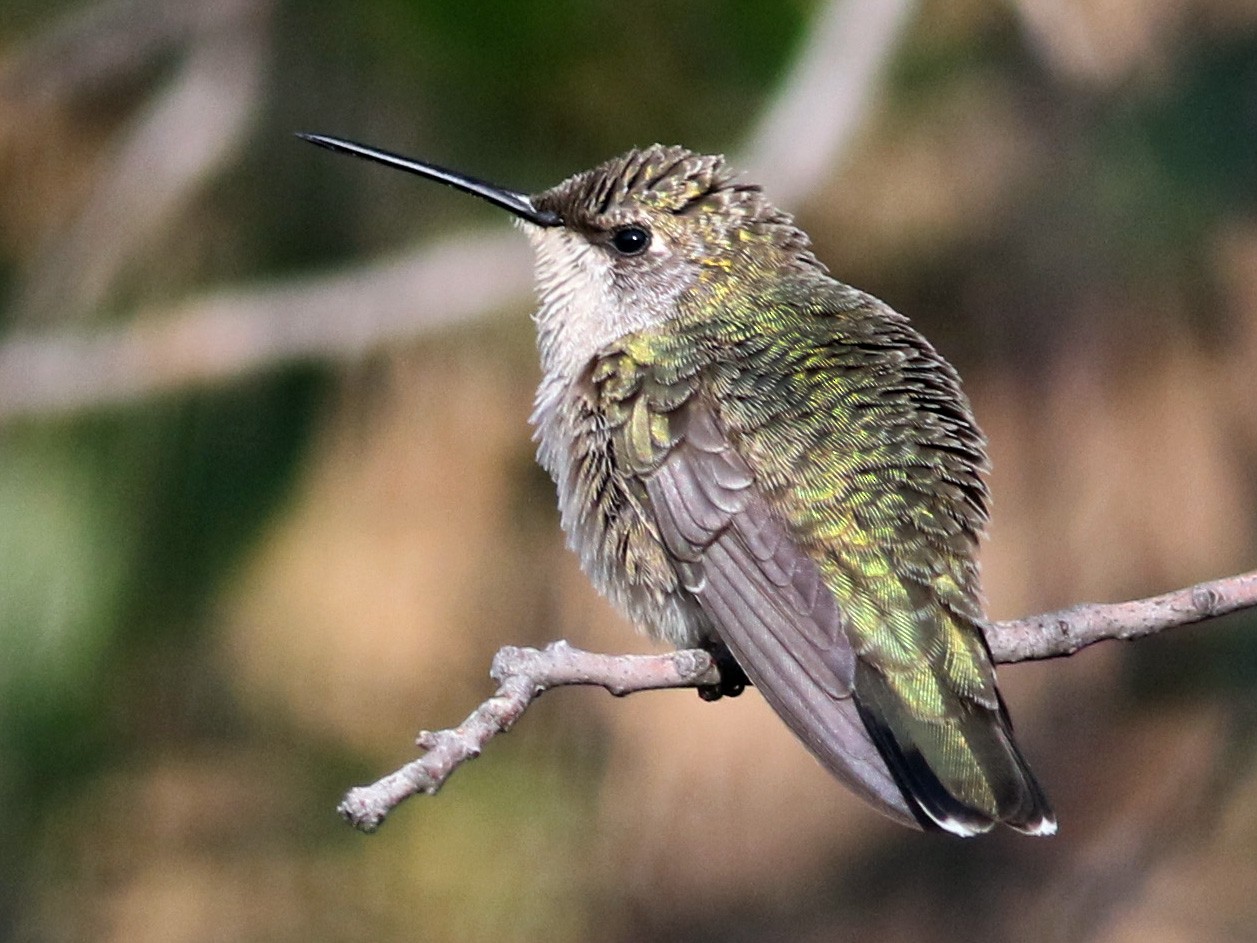 Black-chinned Hummingbird - eBird