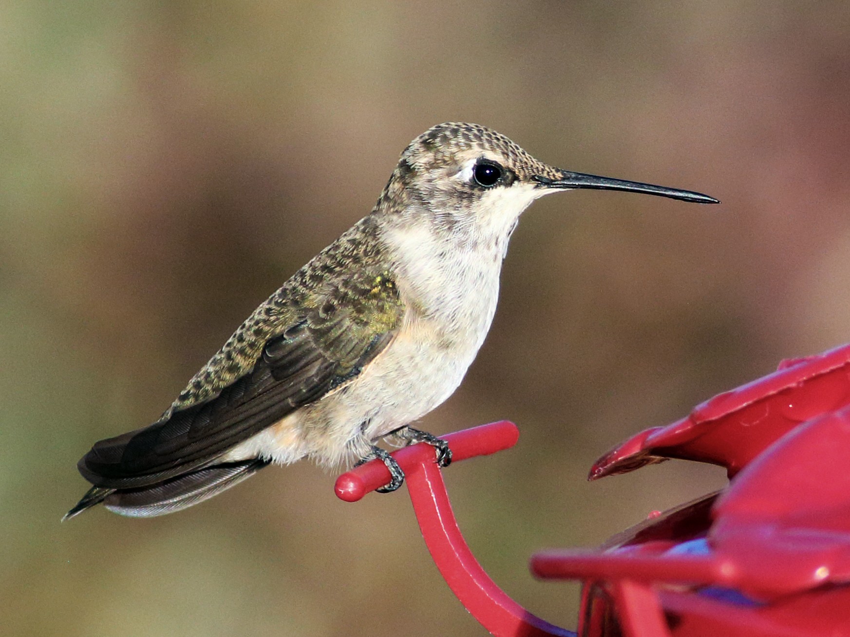 Black-chinned Hummingbird - eBird