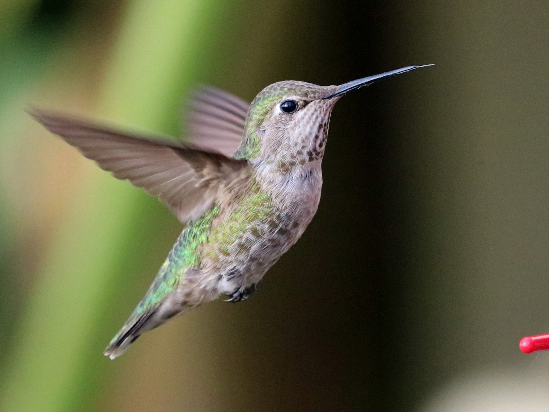 Anna s Hummingbird EBird