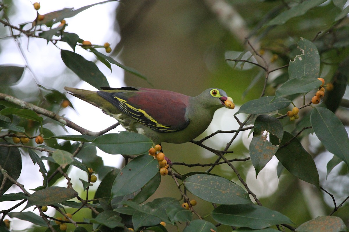 Thick-billed Green-Pigeon - Treron curvirostra - Birds of the World