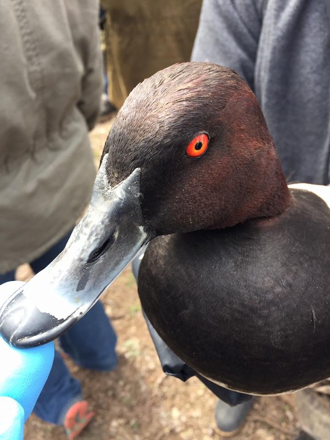 Pato Piquisesgado x Acollarado (híbrido) - eBird
