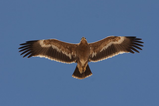 Steppe Eagle