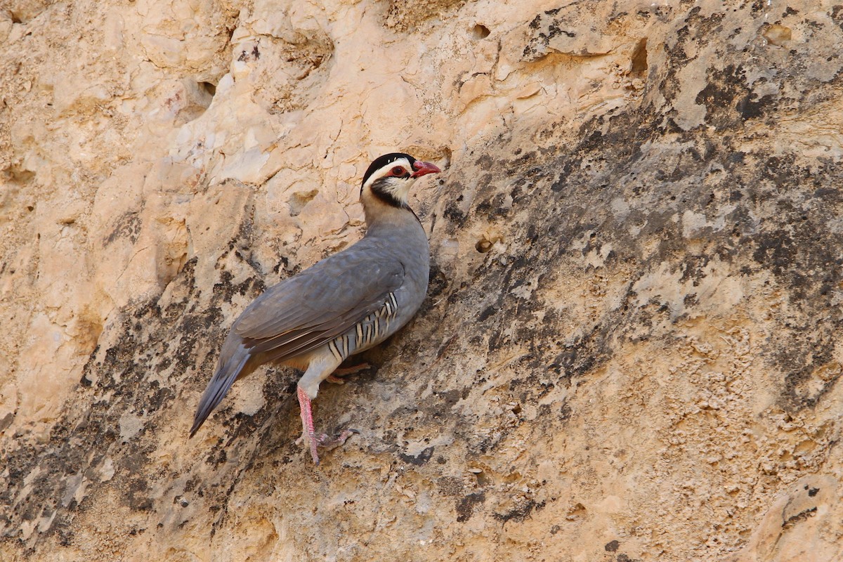 Arabian Partridge - Alectoris melanocephala - Birds of the World