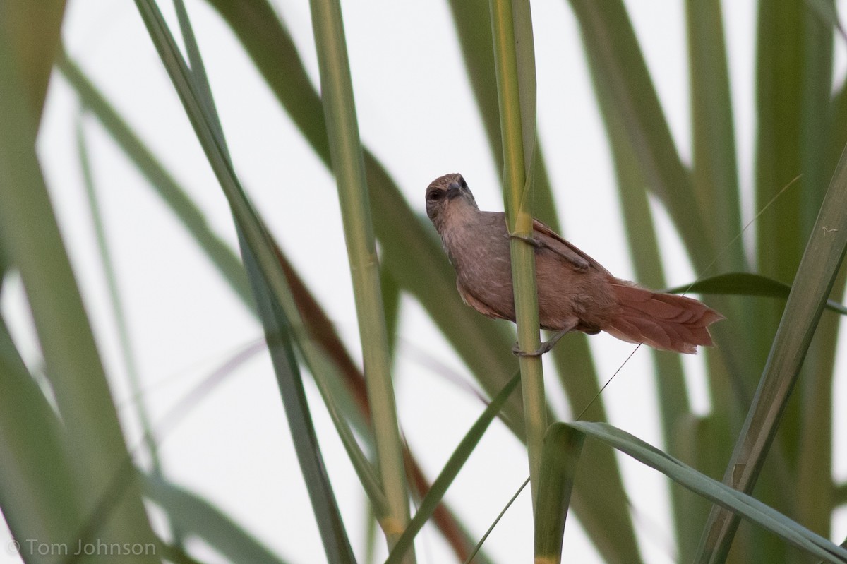 Parker's Spinetail - Cranioleuca vulpecula - Birds of the World